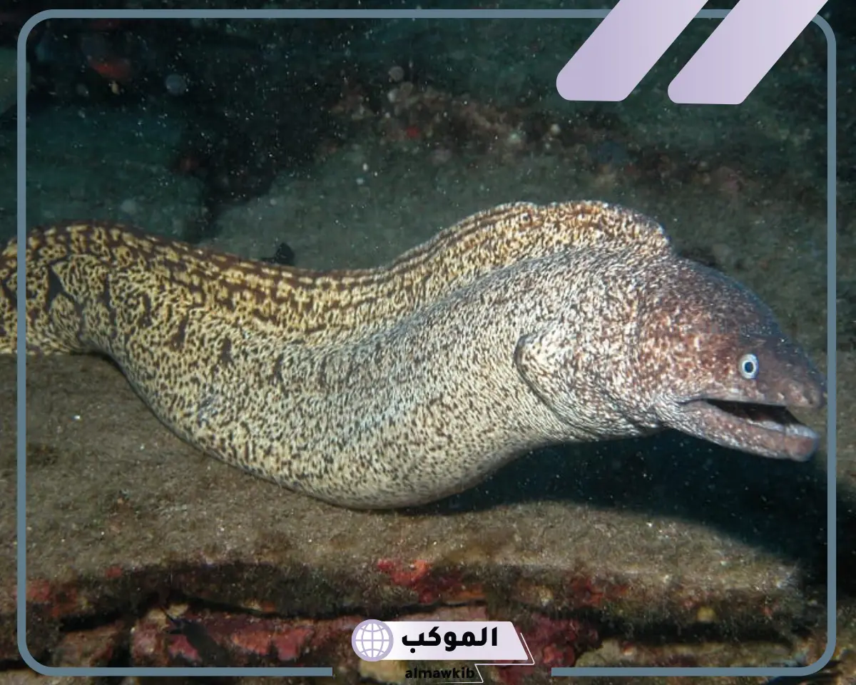 معلومات وحقائق عن السمكة الشاقة.. شاقة البحر على ماذا تتغذى؟
